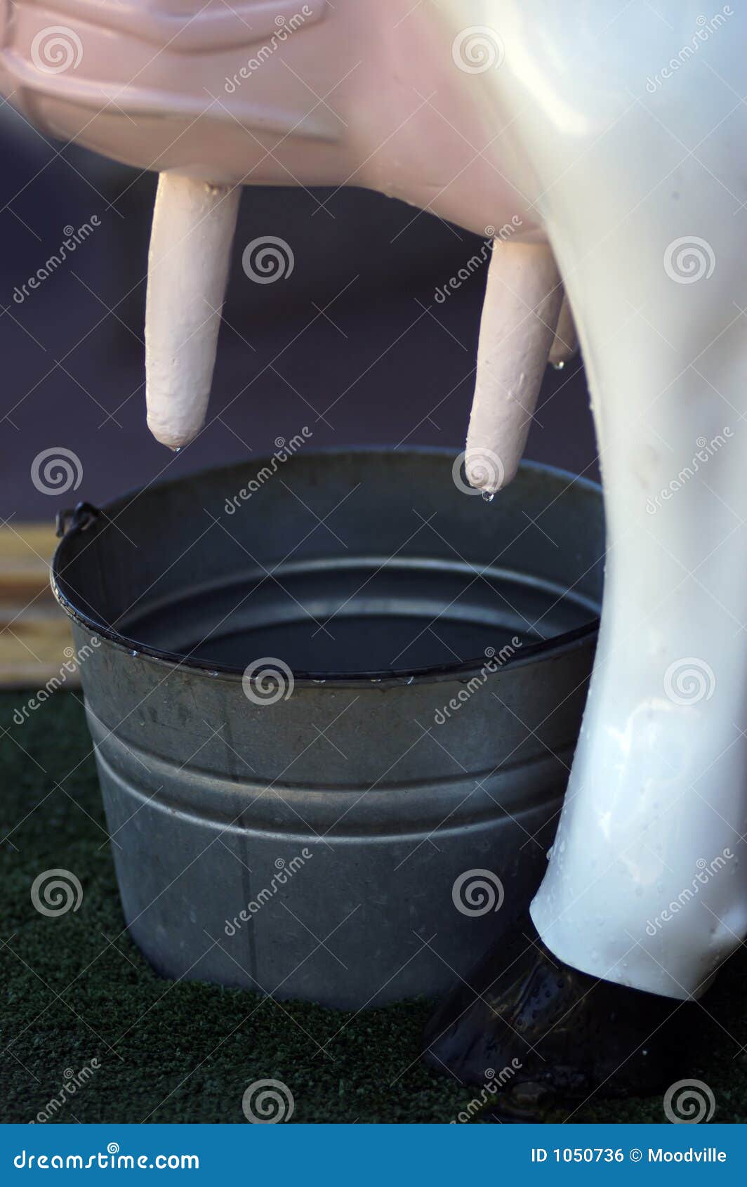 Cow Udders stock photo. Image of dairy, pail, heifer, beef - 1050736