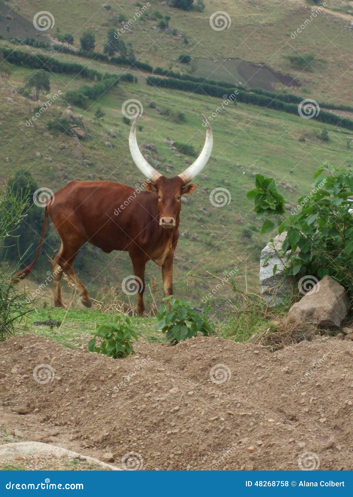Cow stock photo. Image of animal, farm, africa, mammal - 48268758
