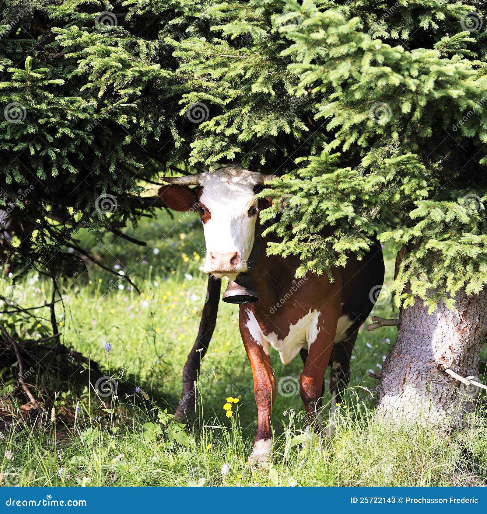 Cow under a fir stock image. Image of alps, farm, cattle - 25722143