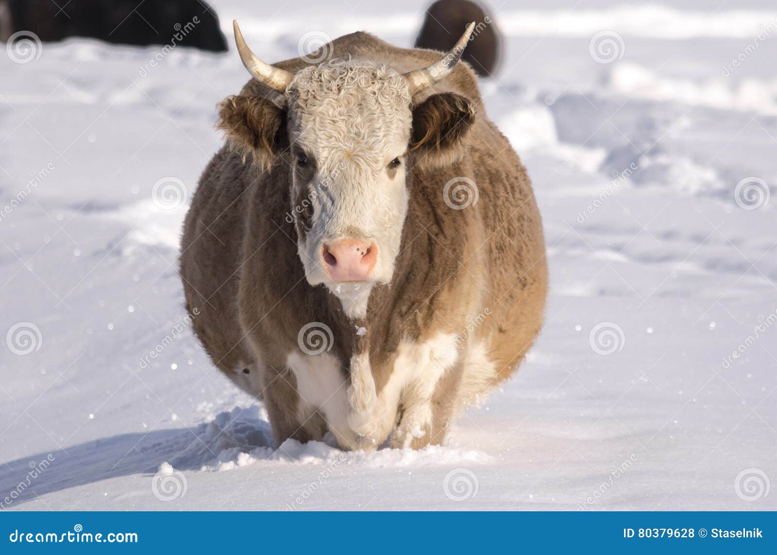Cow Under Snow Looking for Grass. Winter Rural Scene Stock Photo ...
