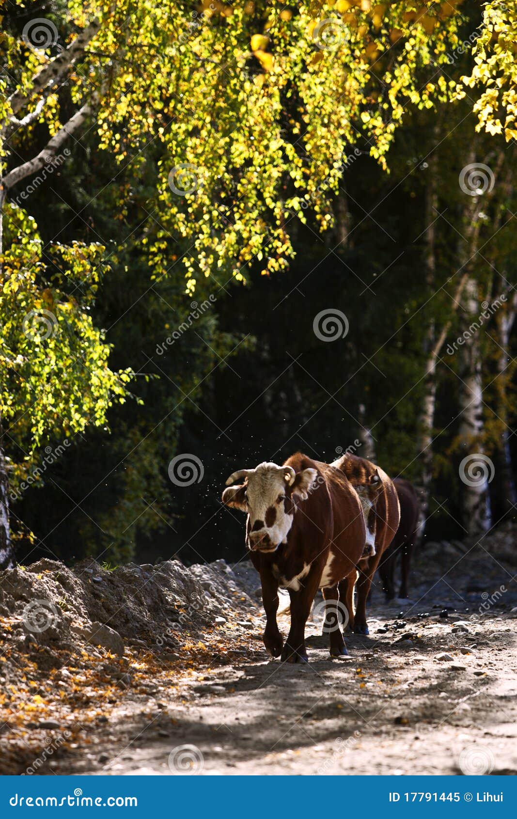 Cow under the tree stock image. Image of animal, farm - 17791445