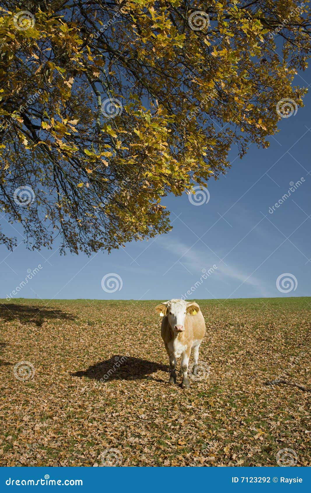 Cow under a tree stock photo. Image of wood, fair, leaves - 7123292