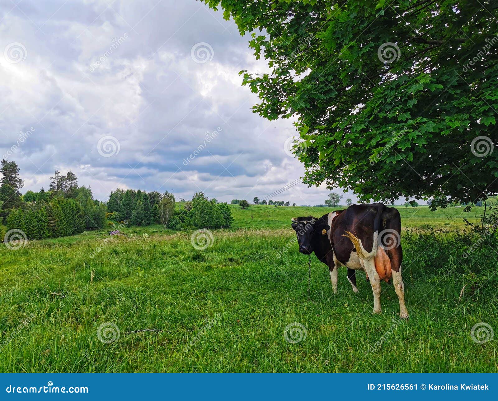 Cow Under a Tree in a Clearing Stock Image - Image of grazing, pasture ...