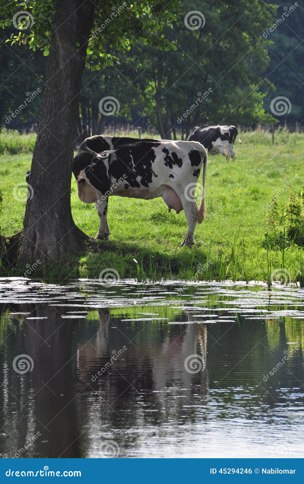 Cow under the tree stock photo. Image of black, water - 45294246
