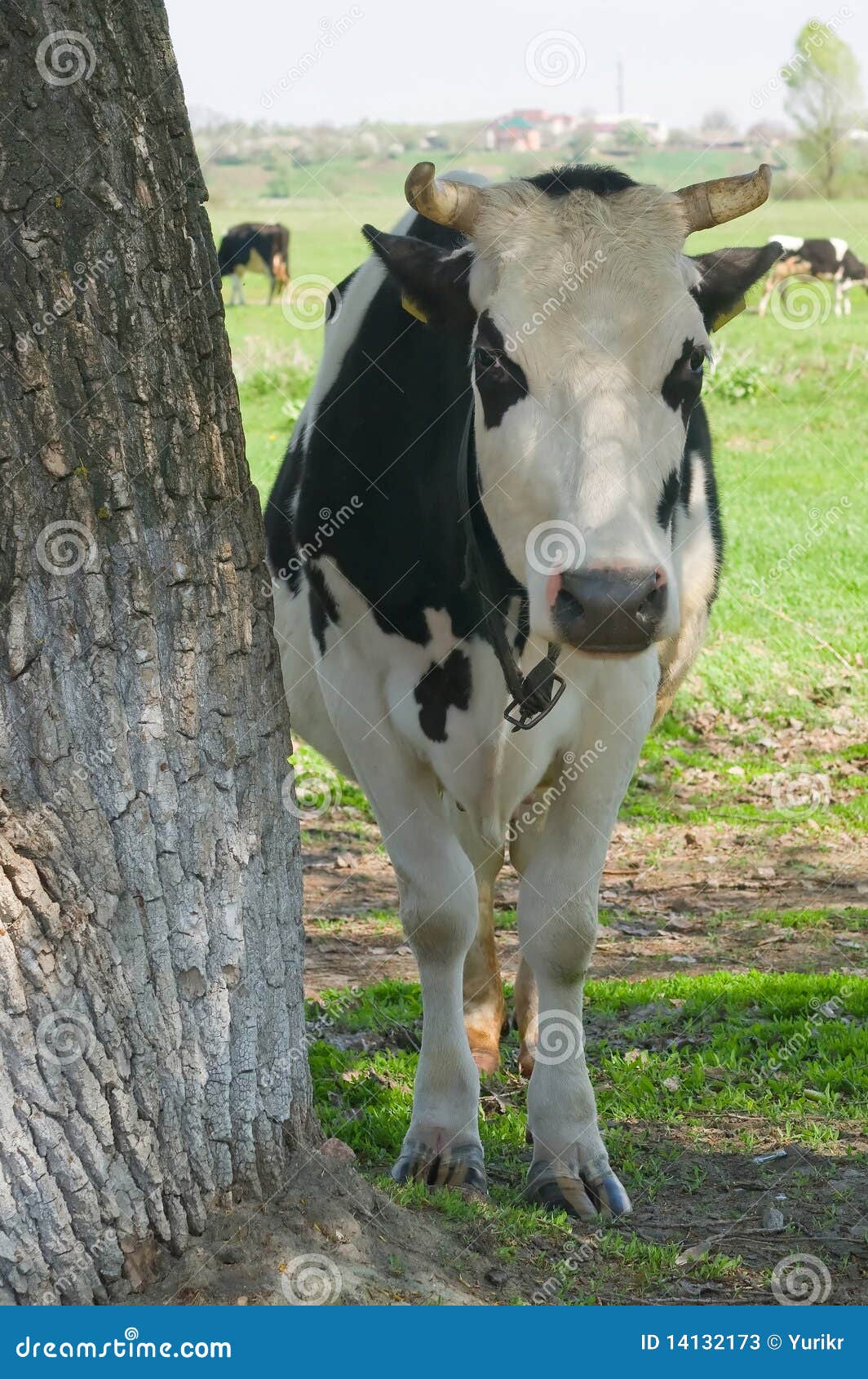 Cow under a tree shadow stock image. Image of view, horn - 14132173