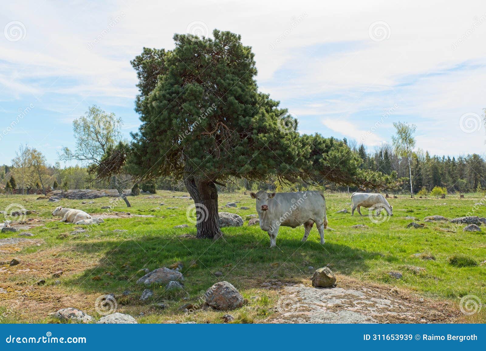 Cow under a tree. stock image. Image of rural, agriculture - 311653939