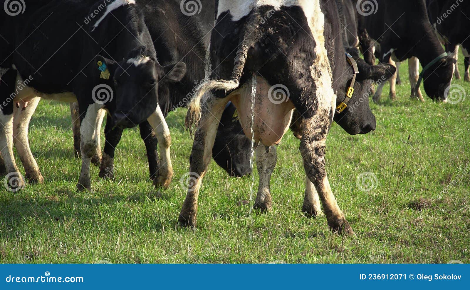 The Cow Is Peeing. Stream Of Urine. Cows Graze On The Pasture. Cattle ...