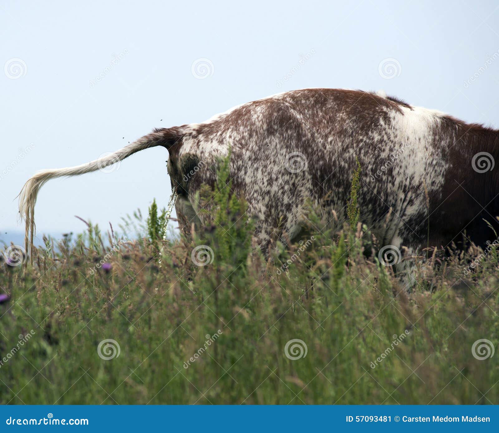 Cow urinating stock image. Image of countryside, mammal - 57093481