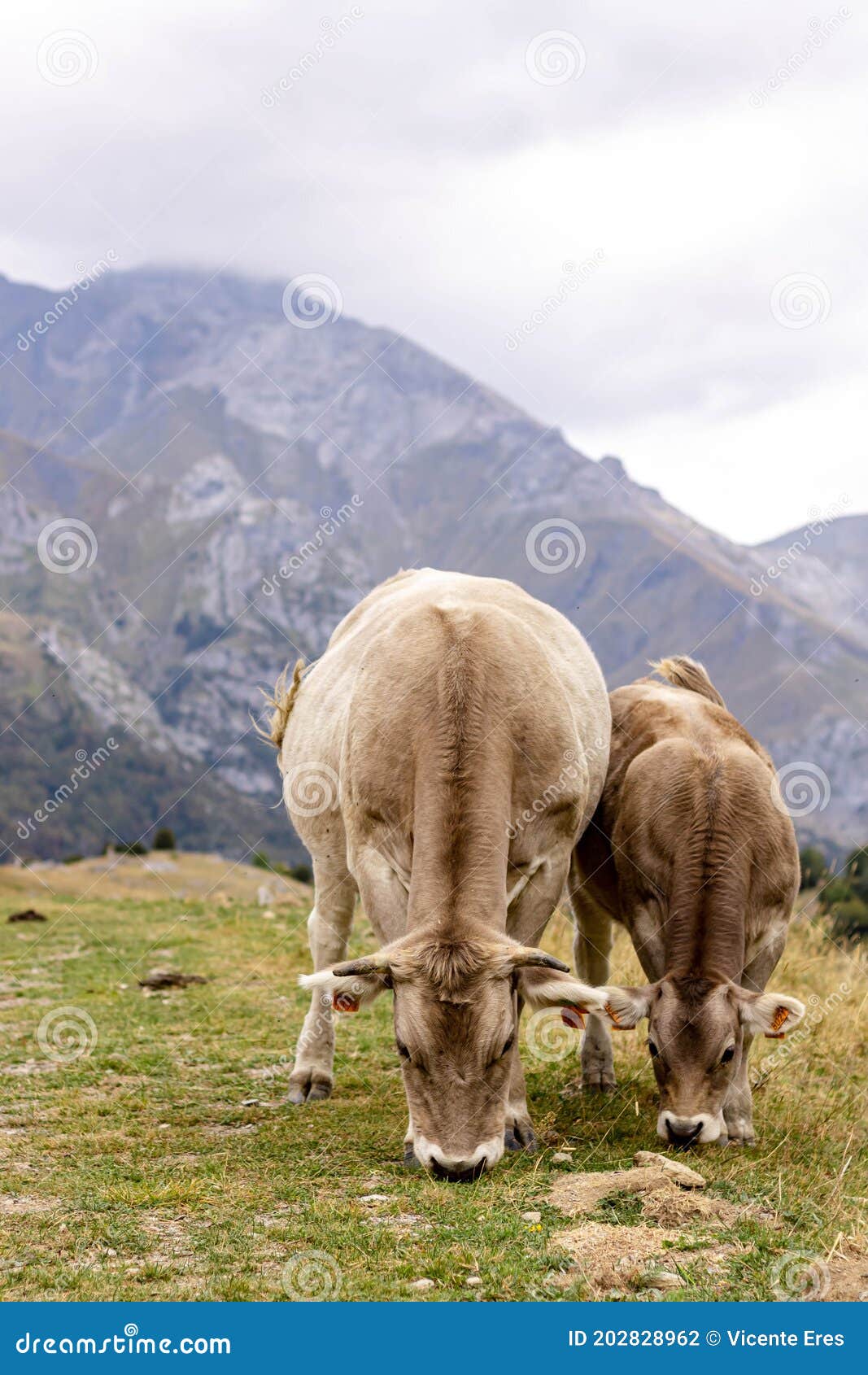 Cow in a valley stock photo. Image of family, farm, tourism - 202828962