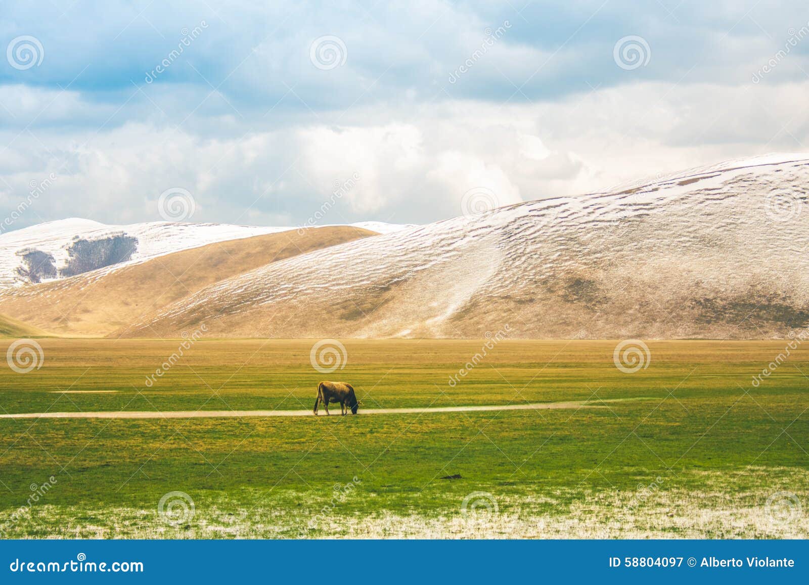 Cow in a Valley with Mountains in the Background Stock Image - Image of ...