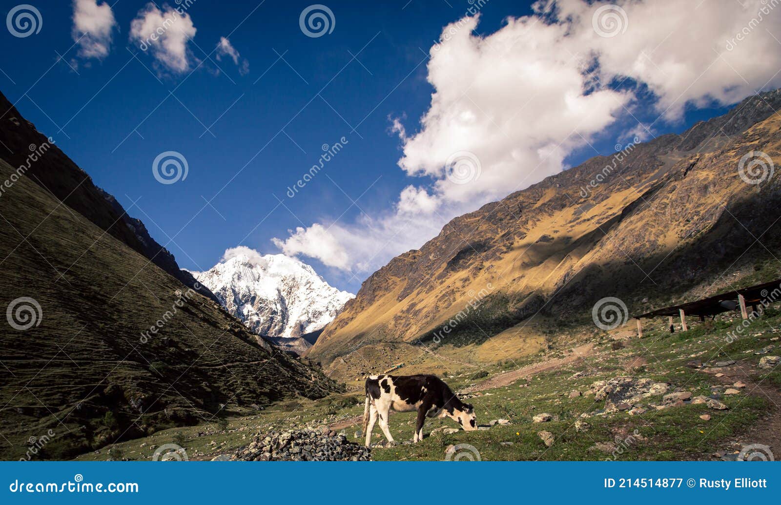 Cow in a valley in Peru stock image. Image of peruvian - 214514877
