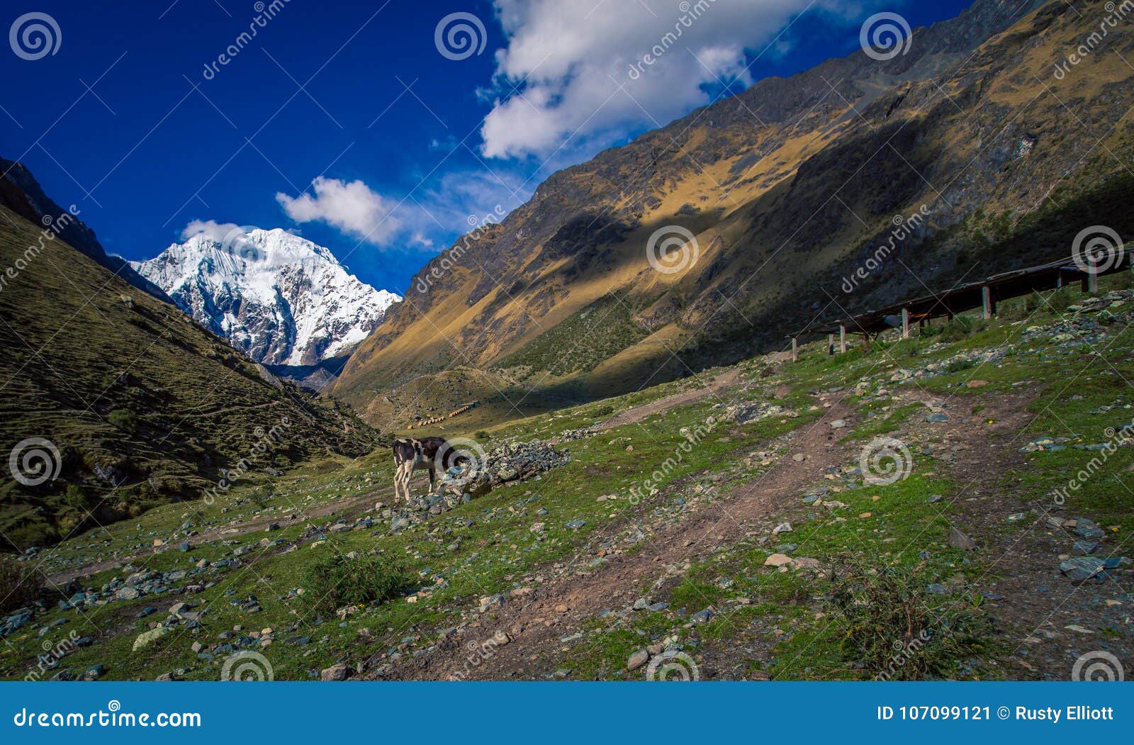 Cow in a valley peru stock image. Image of landscape - 107099121