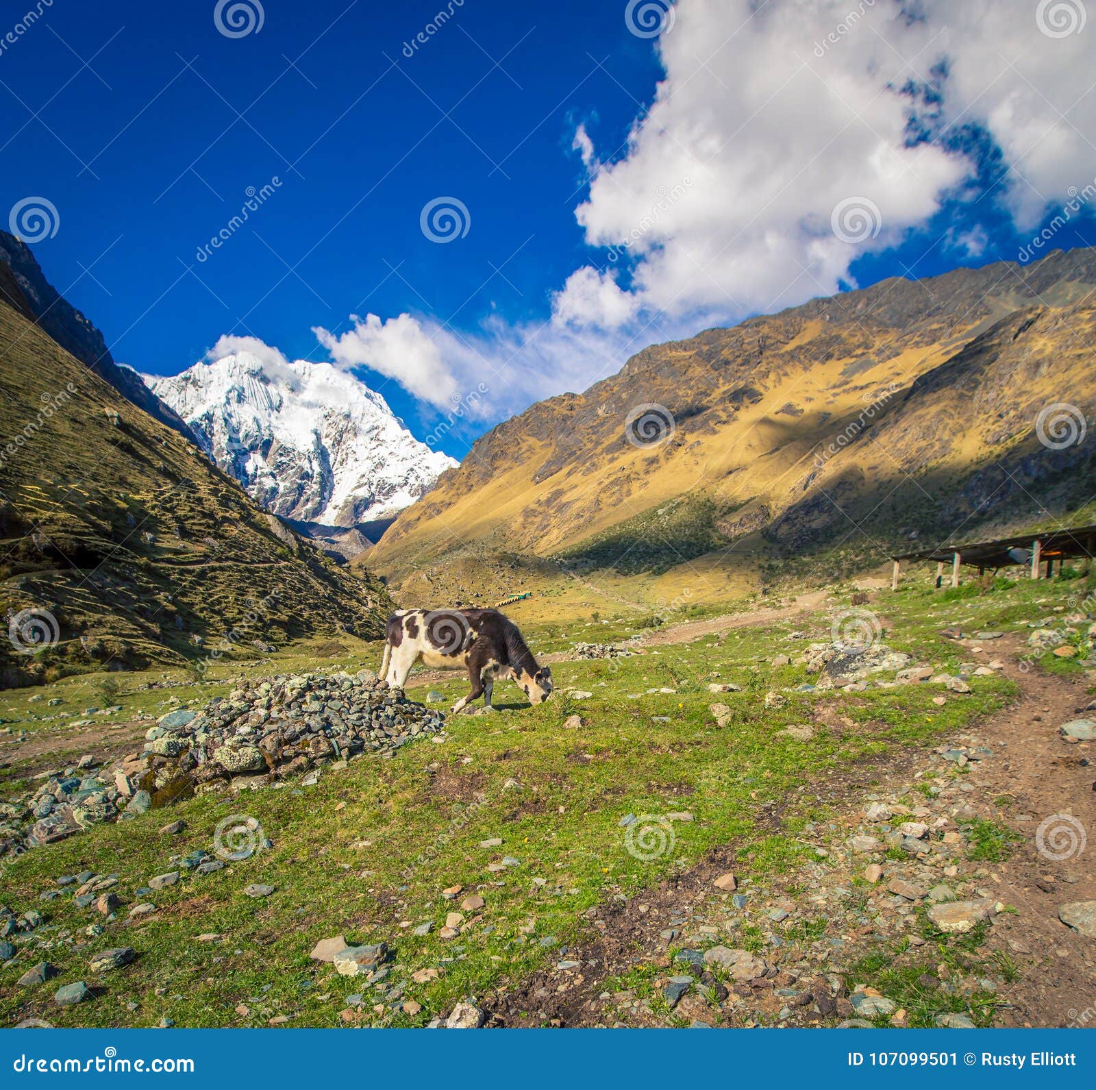 Cow in a valley peru stock image. Image of mountain - 107099501