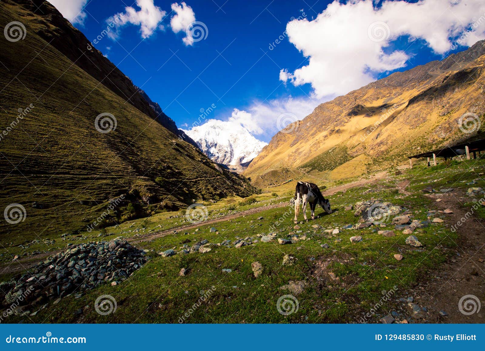 Cow in a valley in Peru stock photo. Image of valley - 129485830