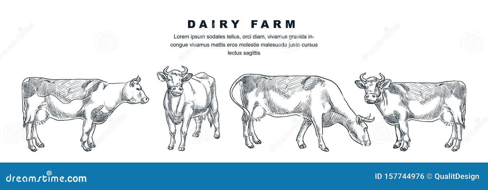 Cow In Various Poses, Vector Sketch Illustration. Farm Cattle Animals ...