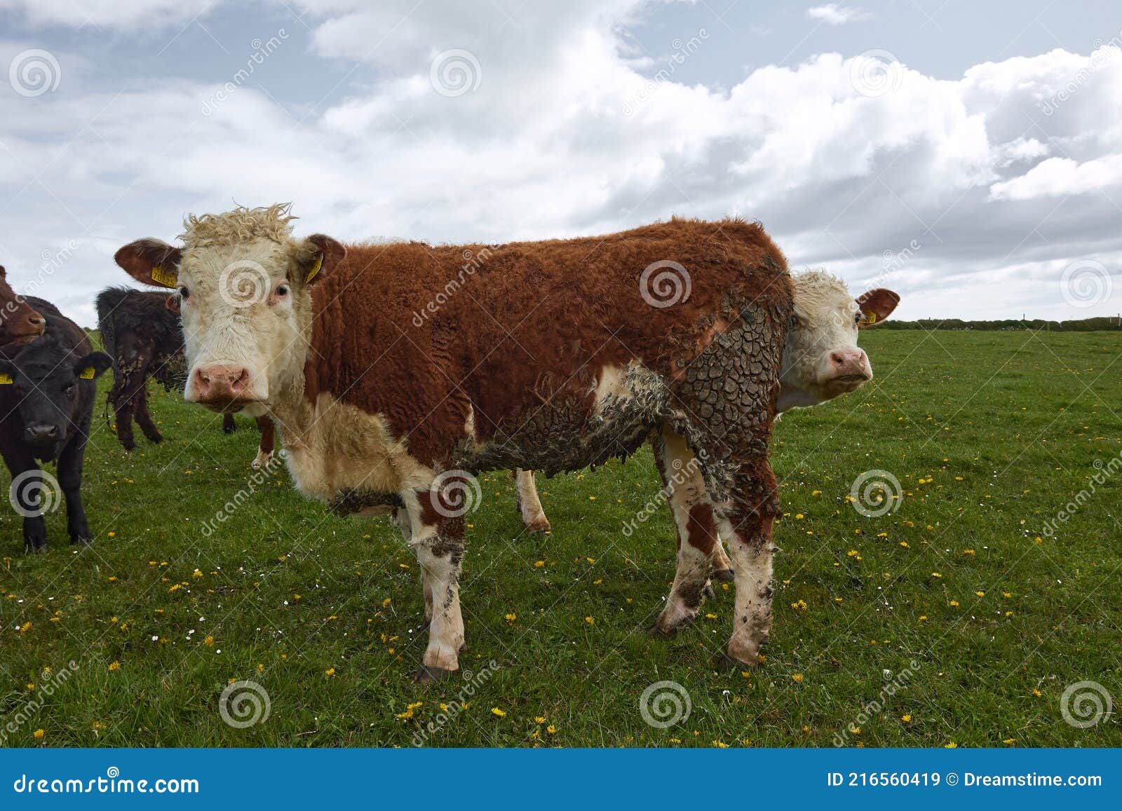Cow and Veal with a Funny Posture. Stock Image - Image of agriculture ...
