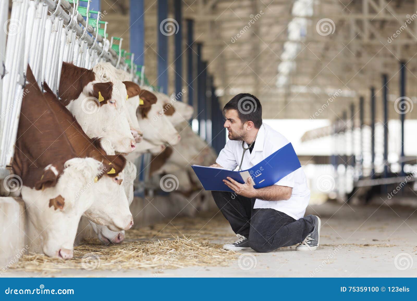 Cow vet stock photo. Image of outdoors, cowhouse, caucasian - 75359100