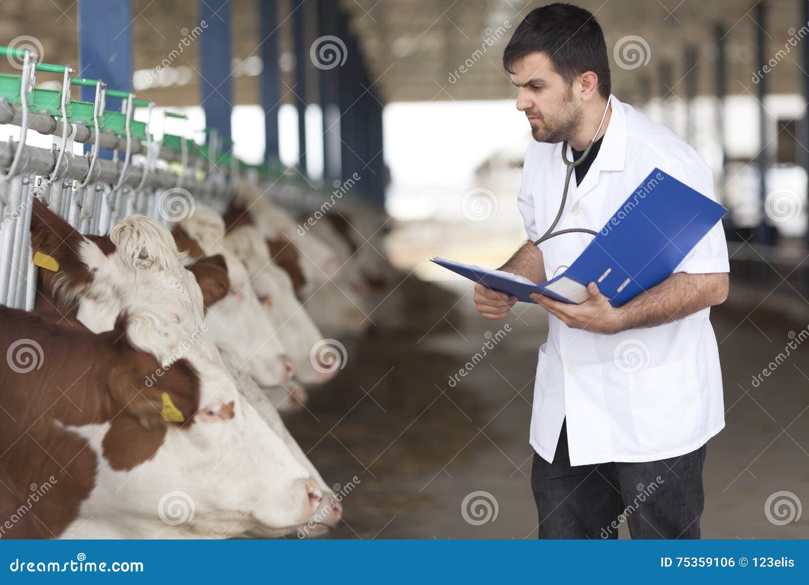 Cow vet stock photo. Image of medicine, coat, kneeling - 75359106