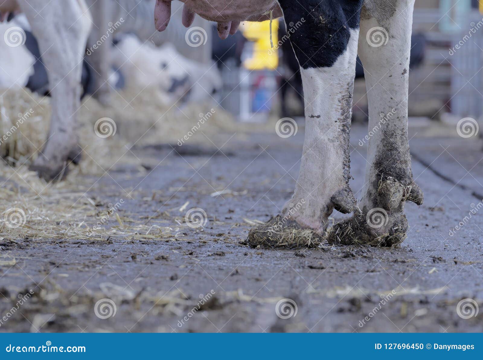 Under view of a dairy cow stock photo. Image of cattle - 127696450