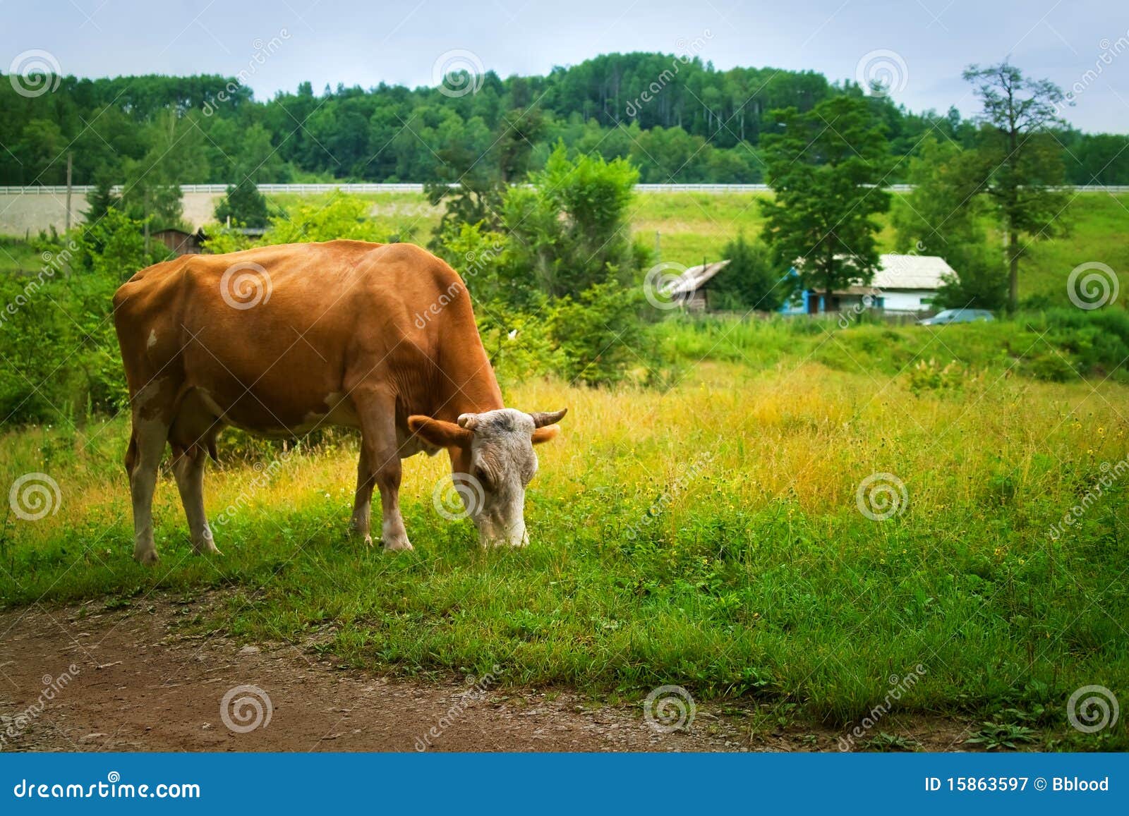 Cow in the village stock image. Image of home, cattle - 15863597