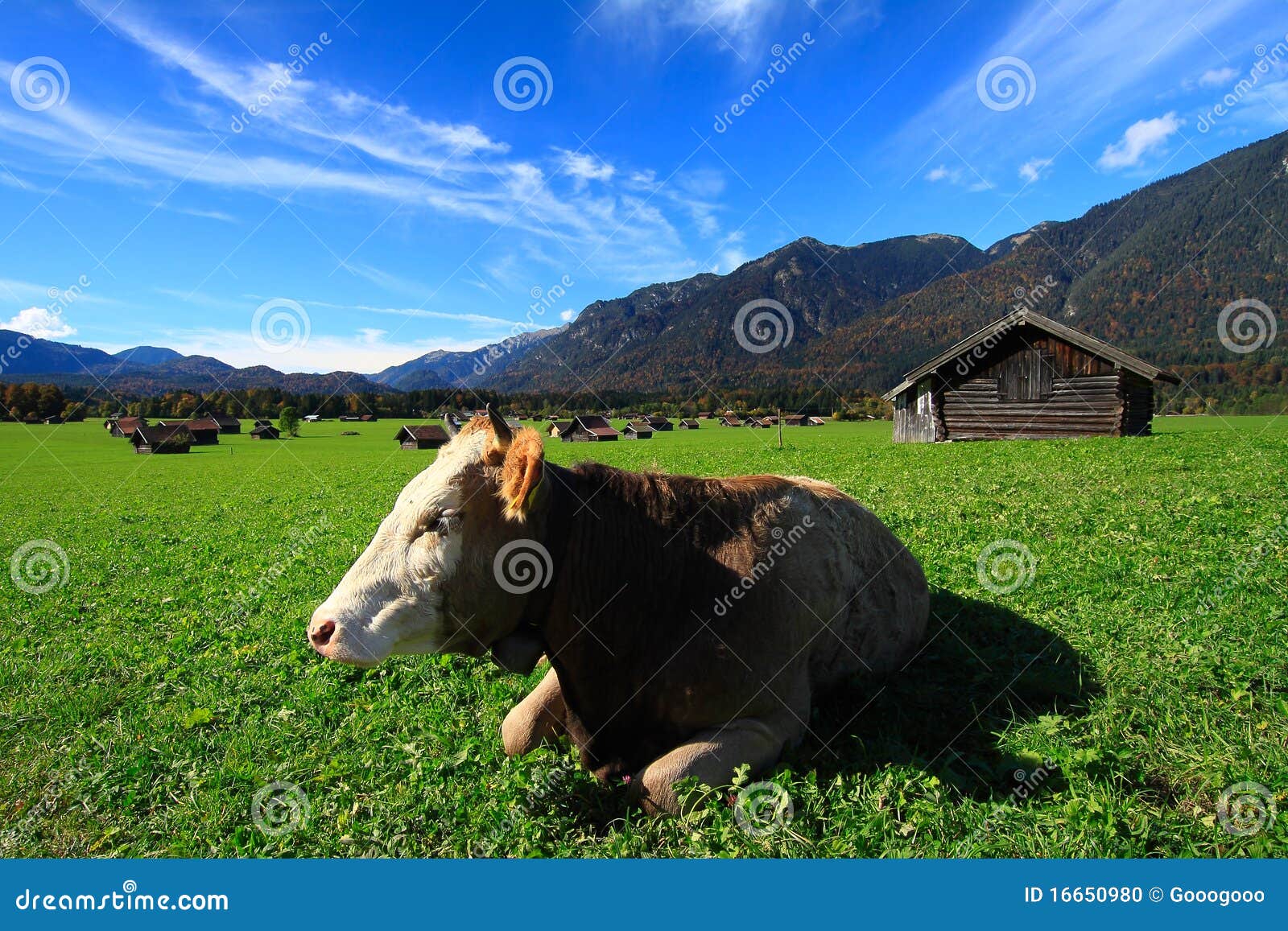 Cow at Village stock photo. Image of beauty, cross, castle - 16650980