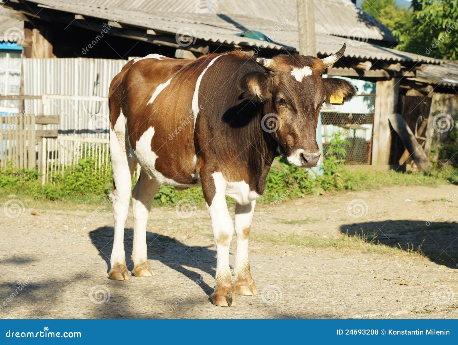 Cow in the village stock photo. Image of farm, germany - 24693208