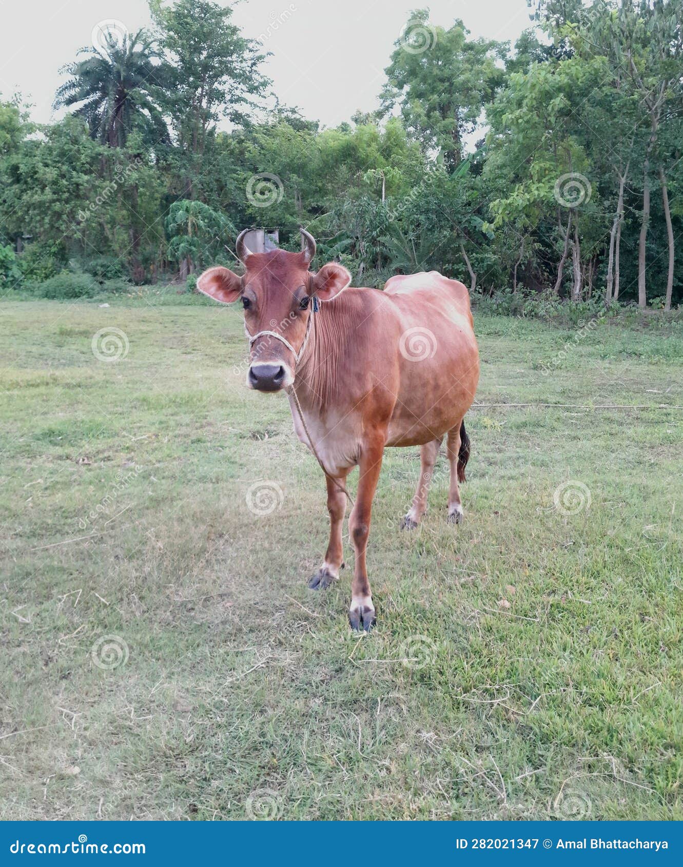 Cow in the Village Field Beautiful Nature Stock Image - Image of field ...