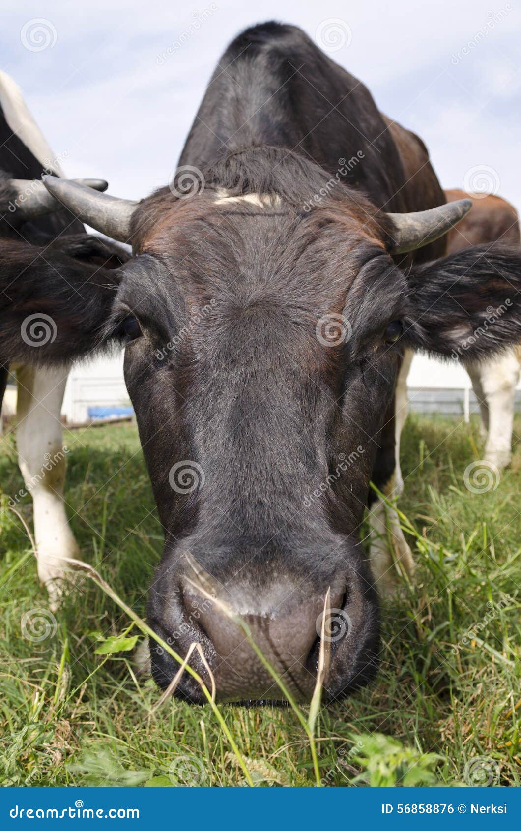 Cow in the village stock photo. Image of sunlight, herd - 56858876