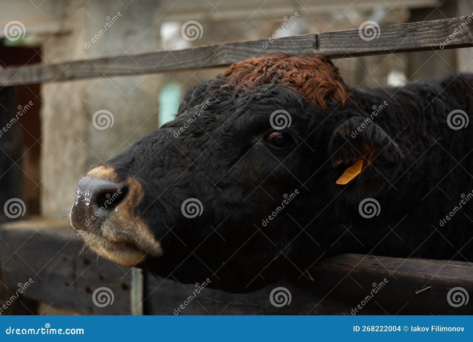 Cow Waiting for Feed in Barn Stock Photo - Image of cattle, breeding ...