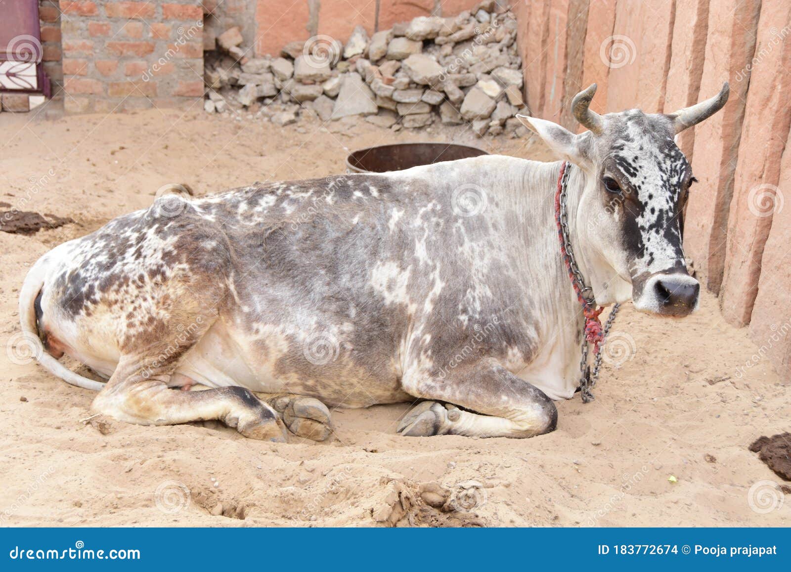 A Cow Waiting To Eat from Her Owner Stock Photo - Image of cattle ...