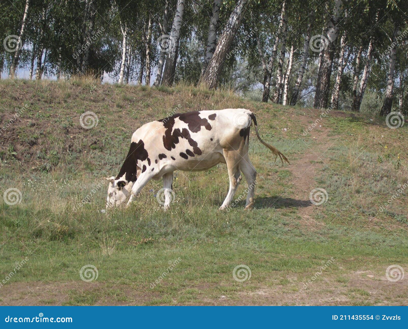 Cow for a walk stock photo. Image of animal, walk, nature - 211435554