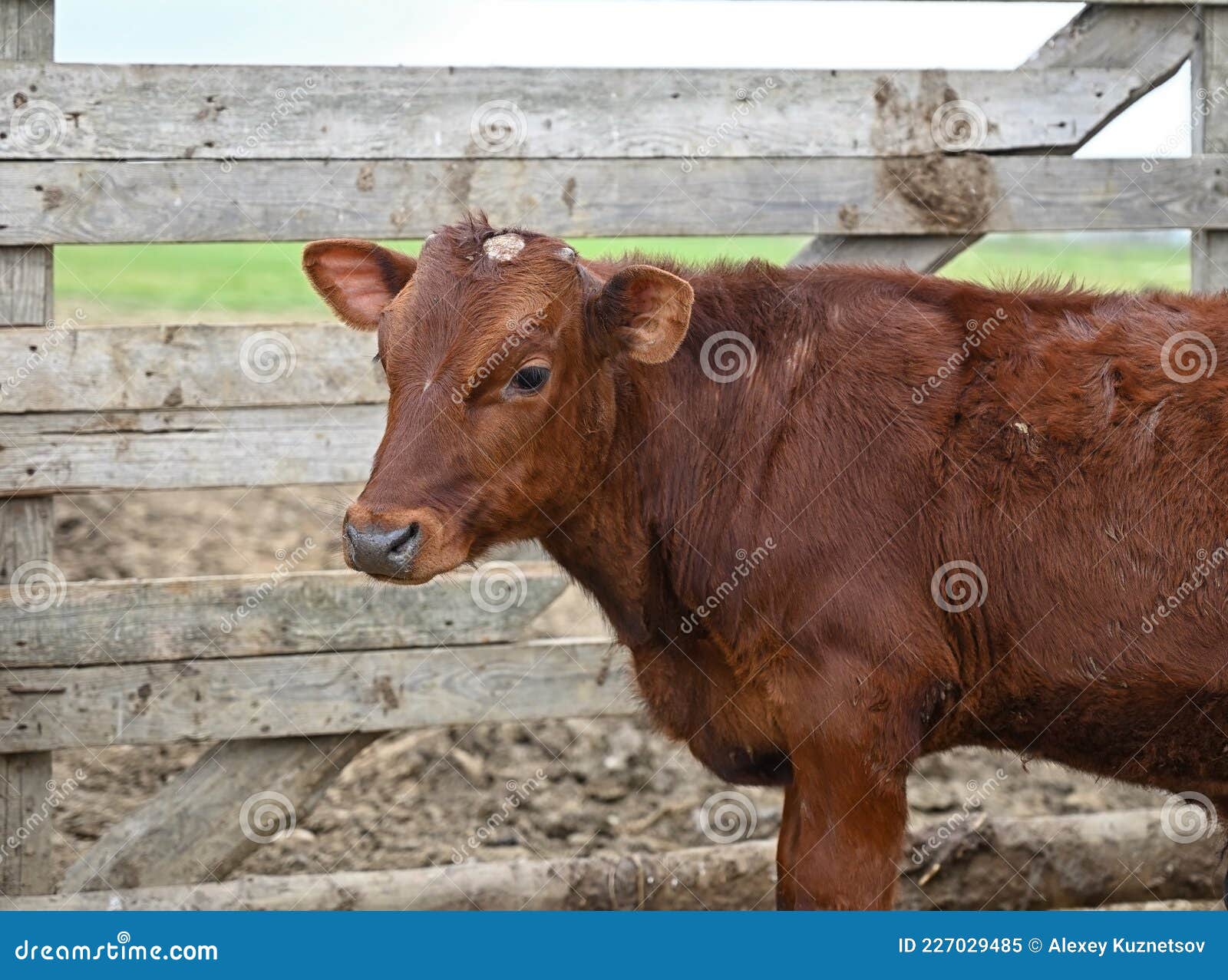 Cow Walk in the Paddock for Cattle Stock Image - Image of natural ...