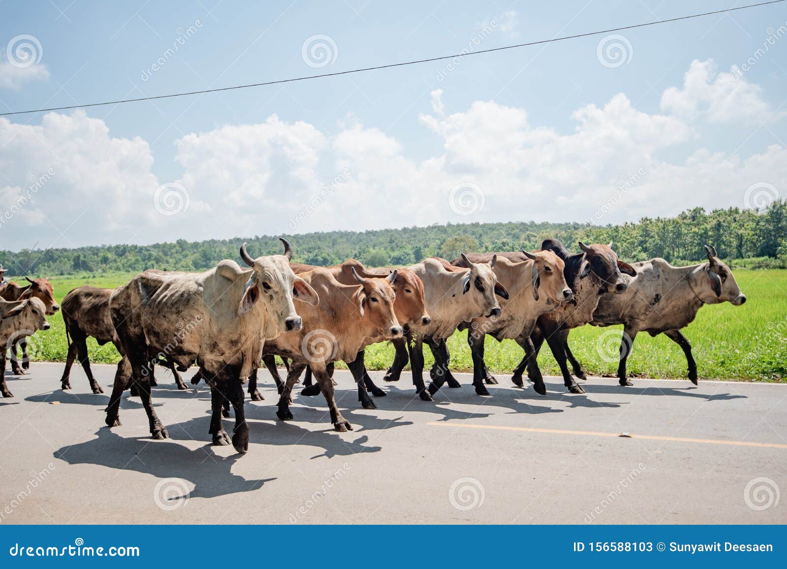 Cow walk on the road editorial stock photo. Image of cows - 156588103