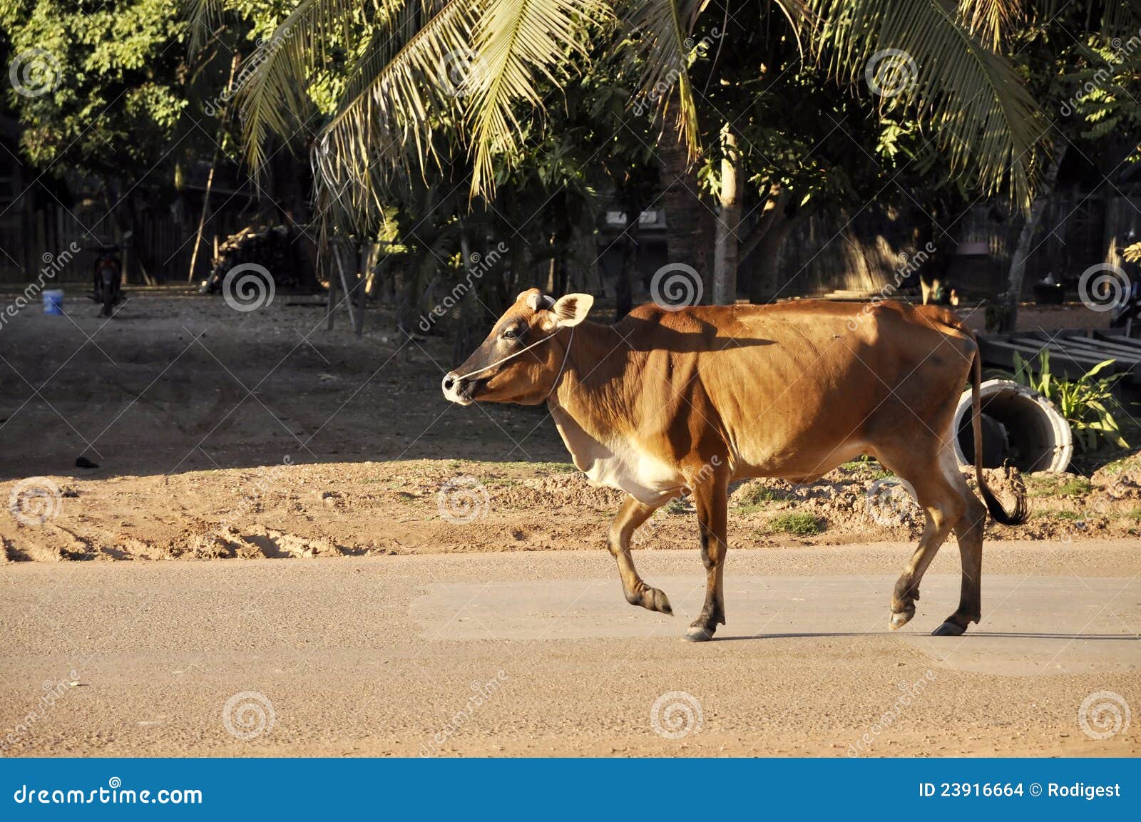 Cow Walk Road Country Thailand Stock Photo - Image of animal, looking ...