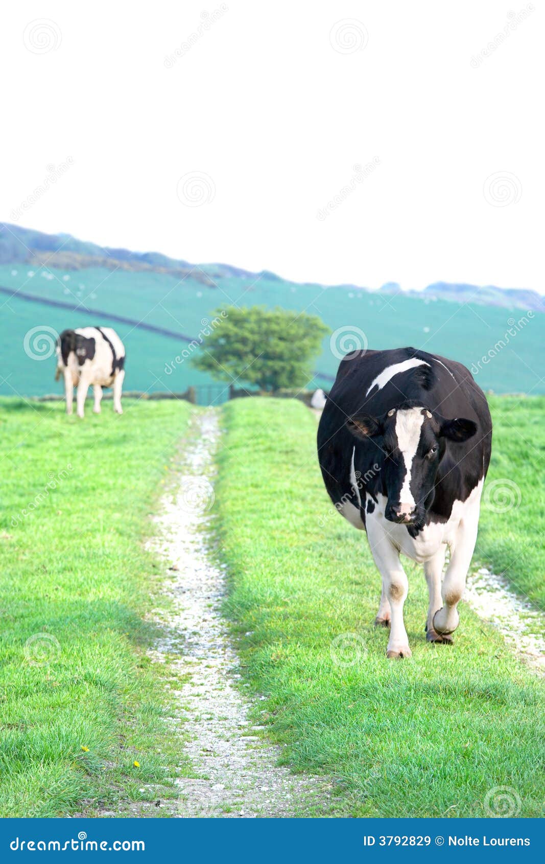 Cow walking stock image. Image of agriculture, graze, hide - 3792829