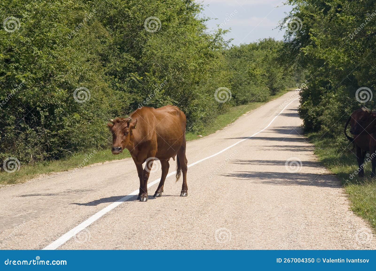 A Cow is Walking Along the Roadway Stock Photo - Image of sunny ...