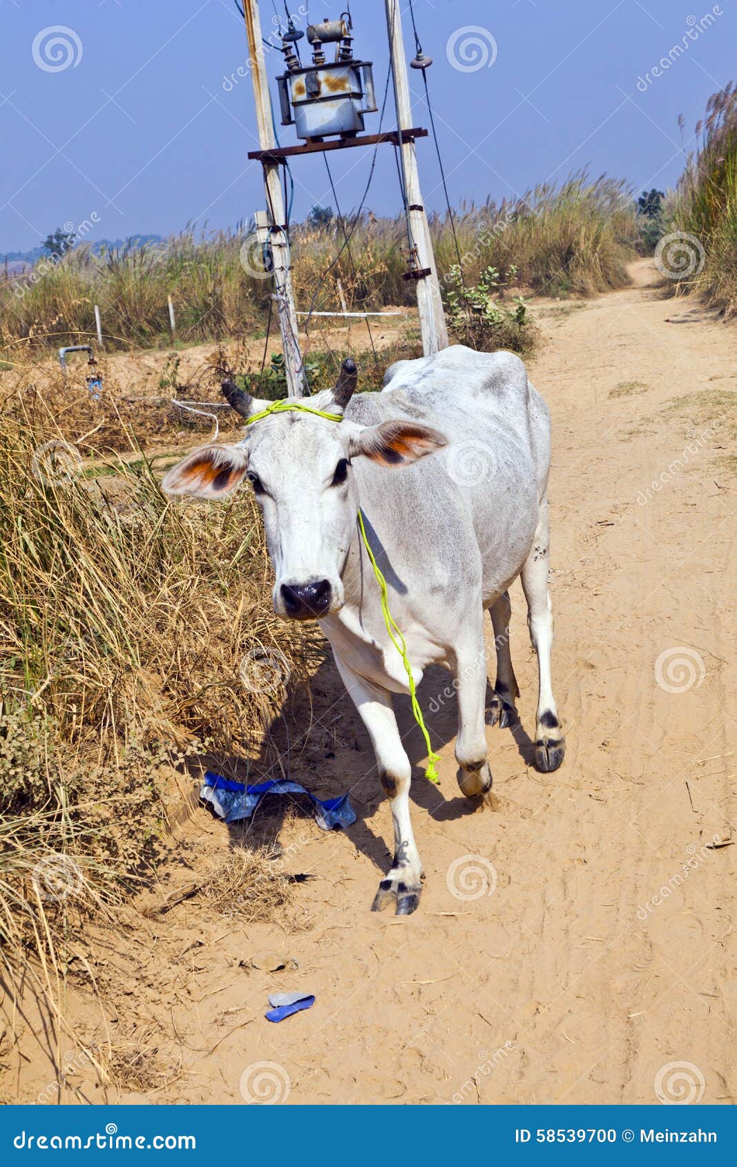Cow walking along a trail stock photo. Image of geography - 58539700