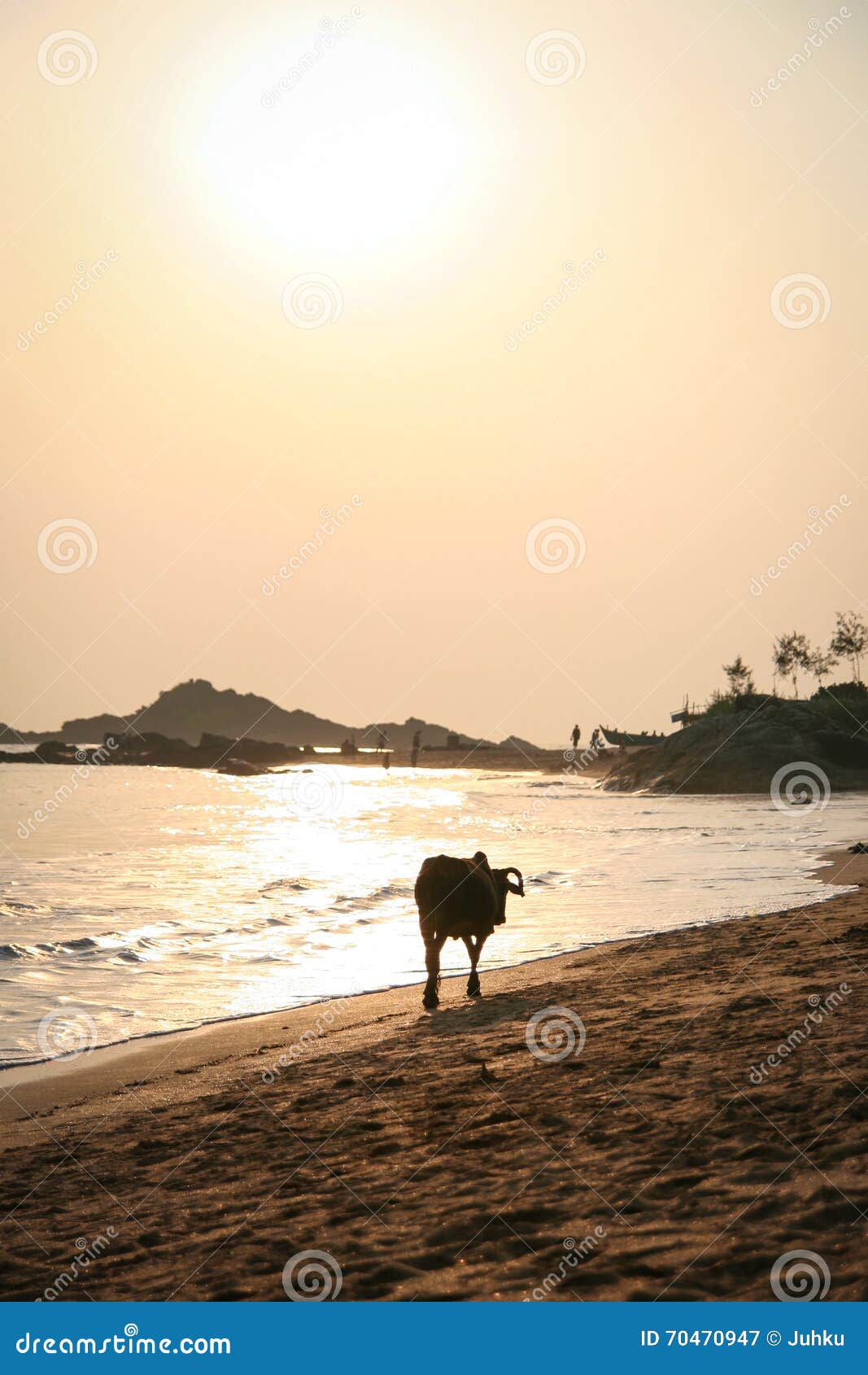 Cow Walking Beach Sunset India Stock Image - Image of travel, scenery ...