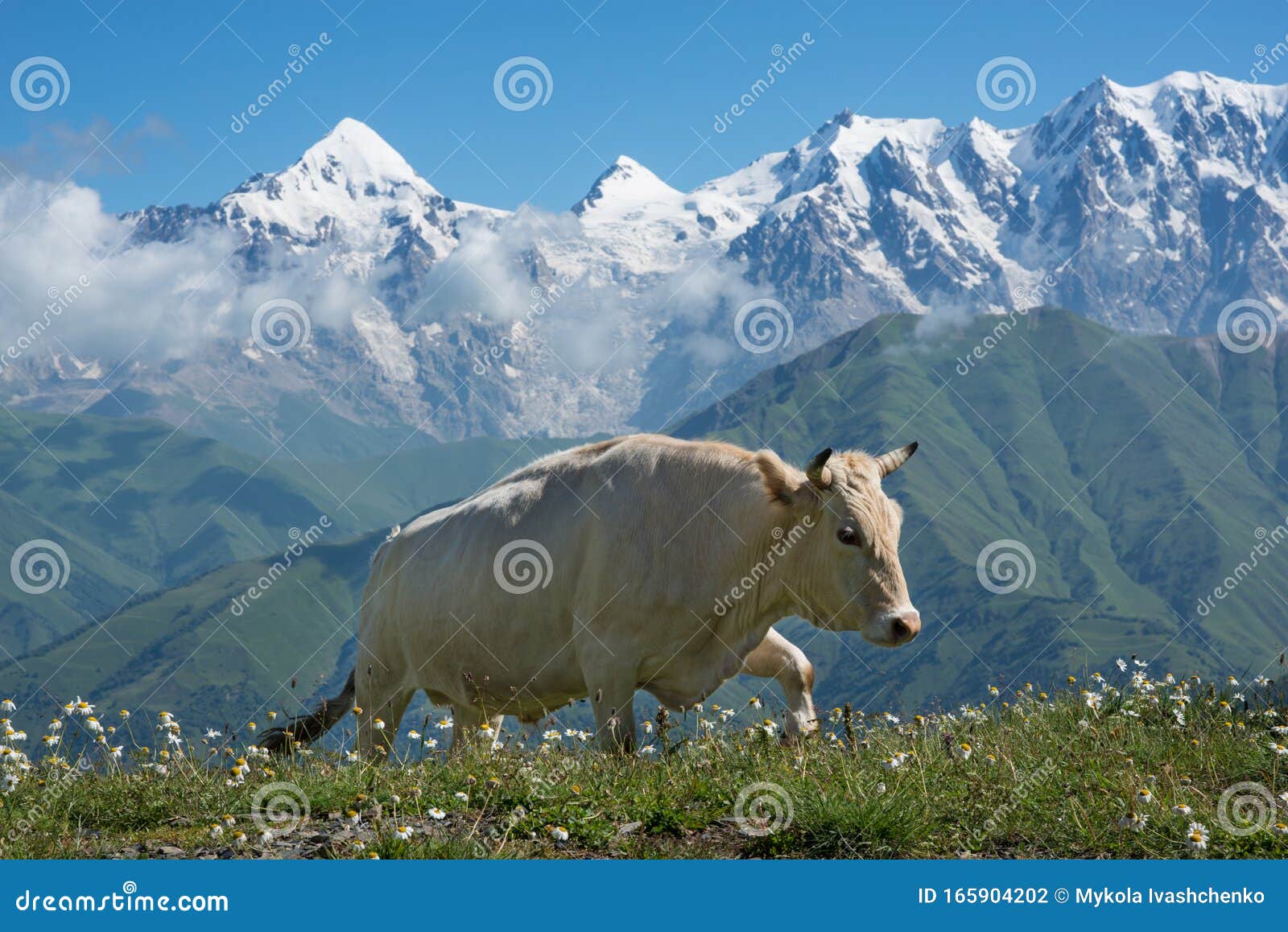 Cow walking in mountains stock photo. Image of agriculture - 165904202