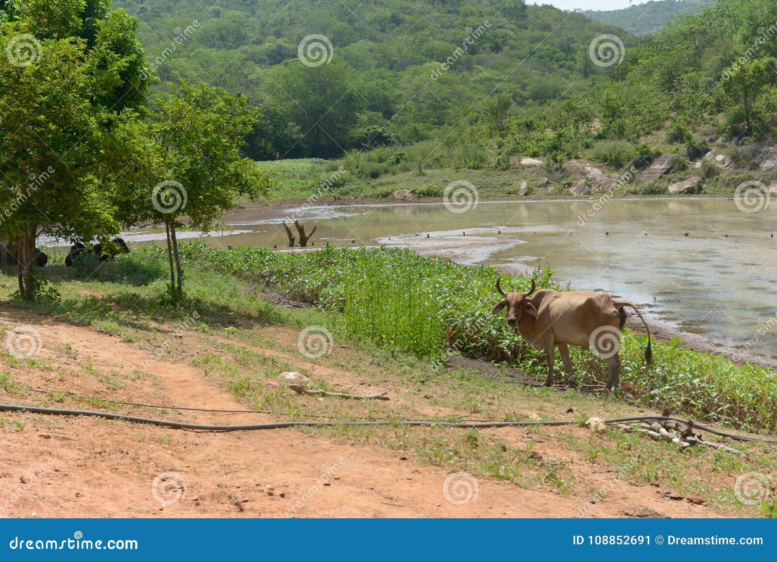 The Cow Walking by Side River Stock Image - Image of natureza, nature ...