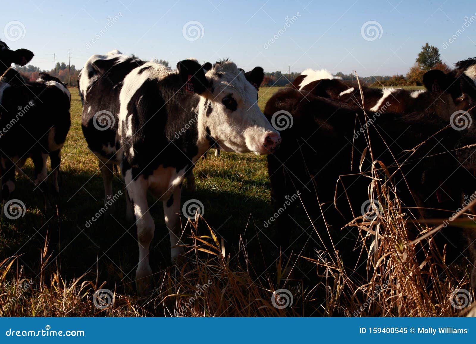 Cows coming home stock image. Image of walking, field - 159400545