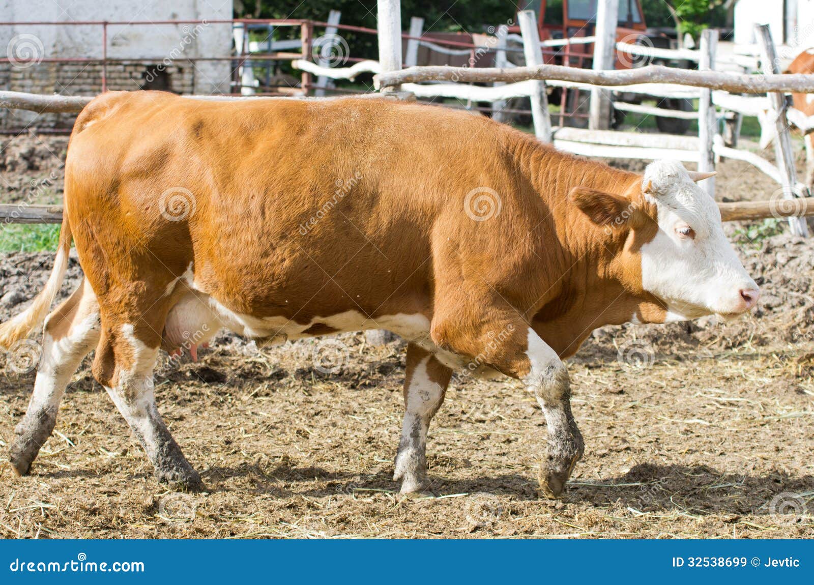 This random cow walking through a neighborhood following a tornado ...