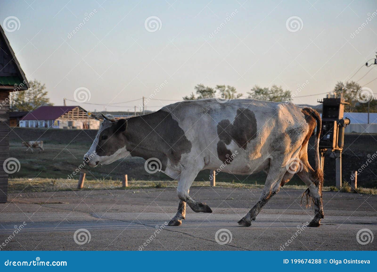 A Cow Walks on the Paved Road Home Stock Photo - Image of home, horned ...