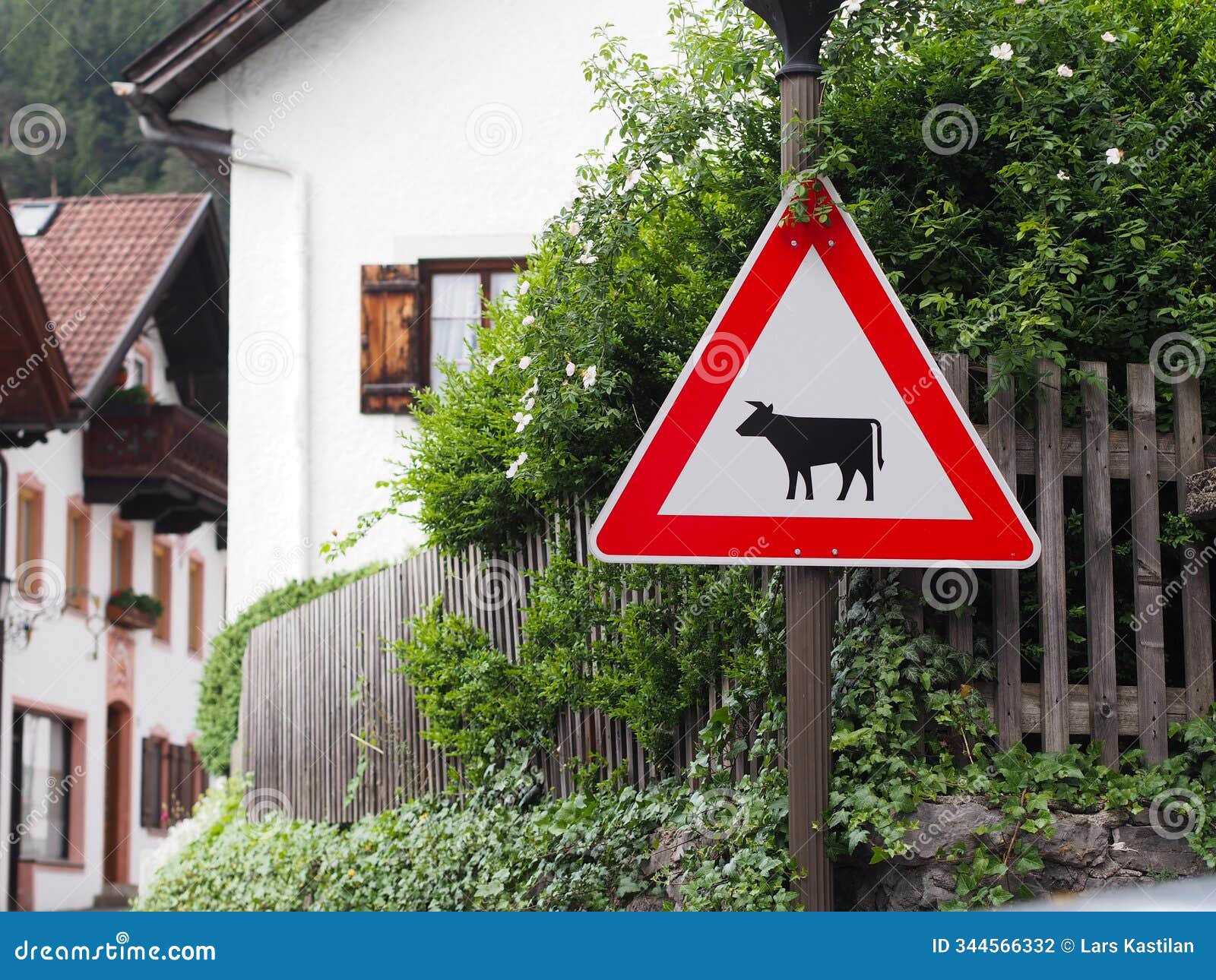 A cow warning sign stock photo. Image of germany, triangle - 344566332