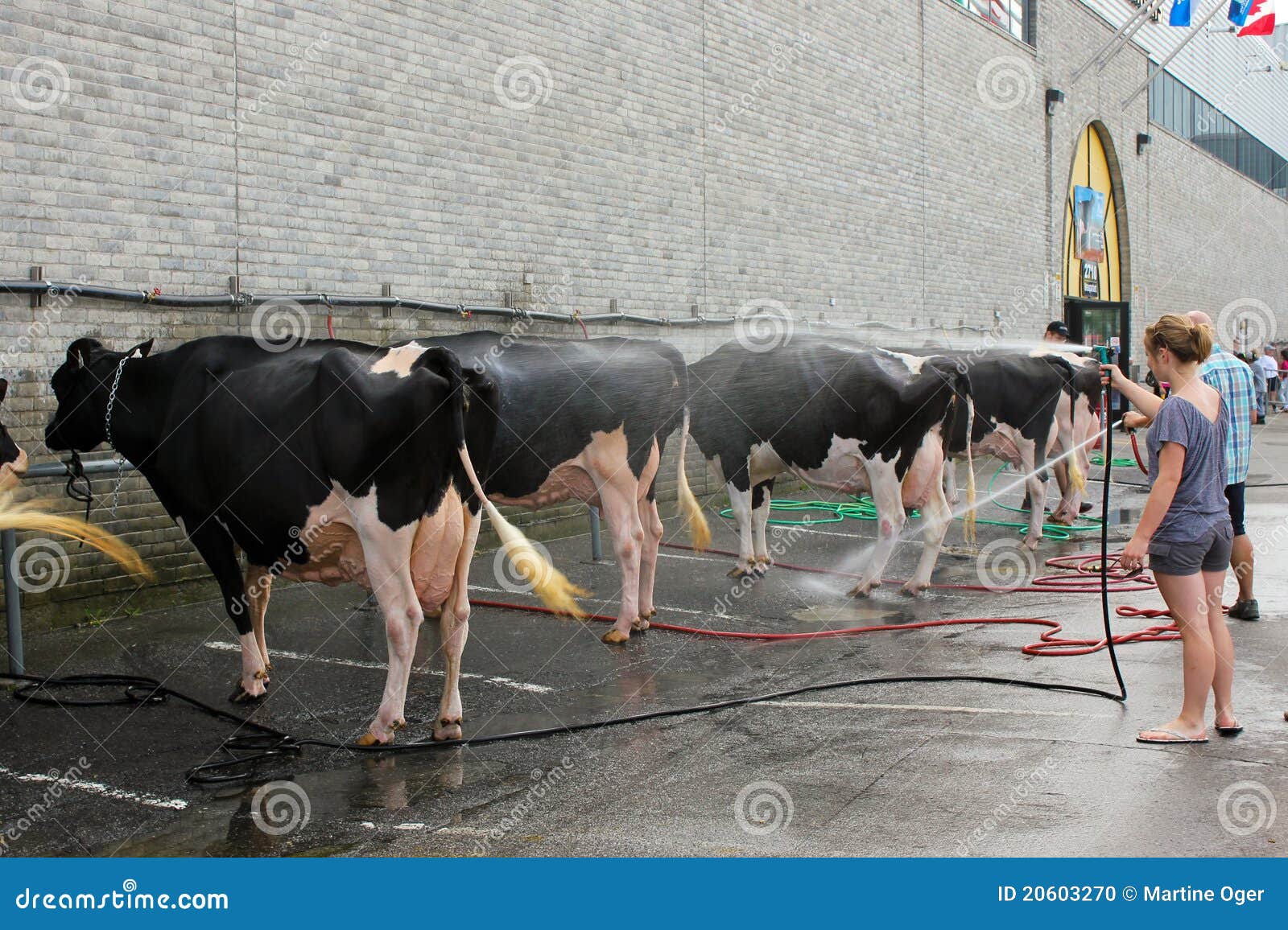 Cow Wash. editorial image. Image of water, canada, agricultural - 20603270
