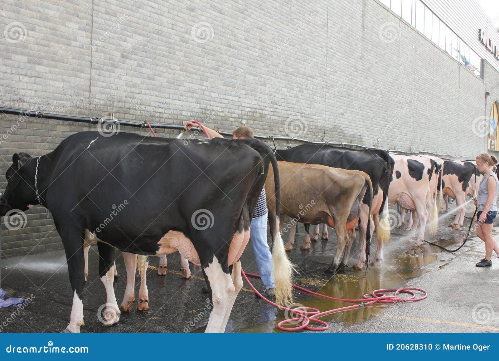 Cow Wash. editorial image. Image of griculture, quebec - 20628310