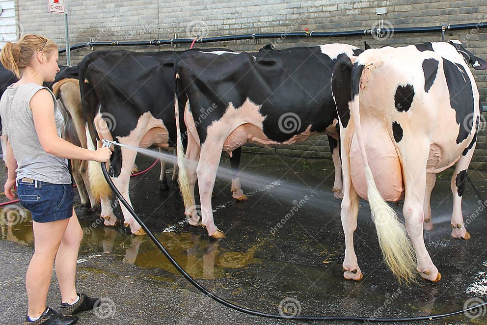 Cow Wash. editorial image. Image of breeder, agricultural - 20628520