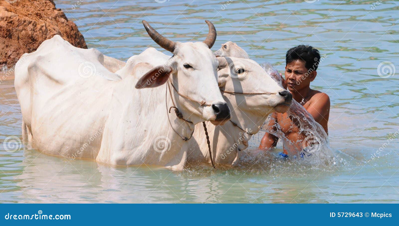 Cow wash in cambodia editorial stock photo. Image of cows - 5729643