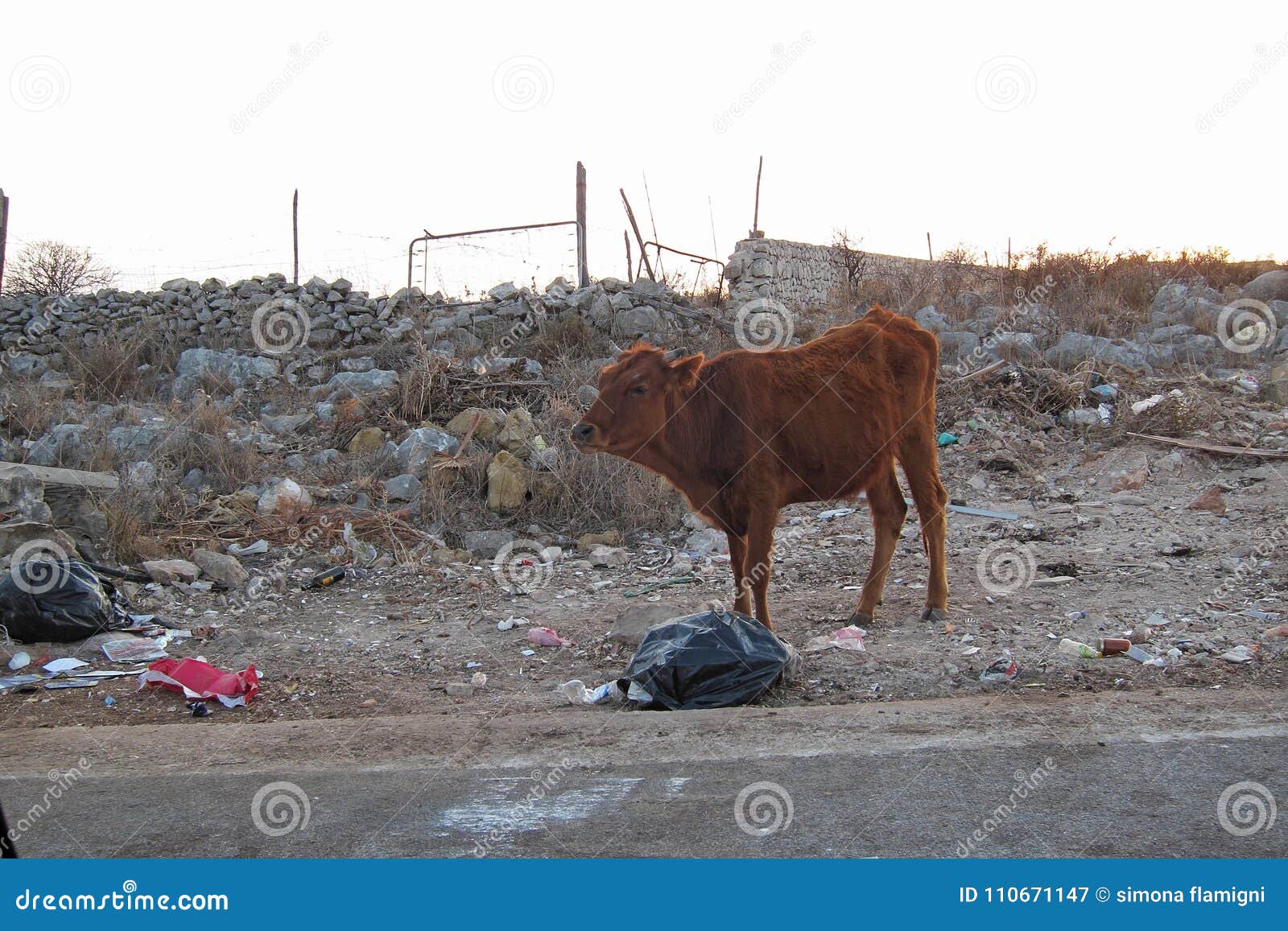 Cow in the waste editorial photography. Image of mammal - 110671147