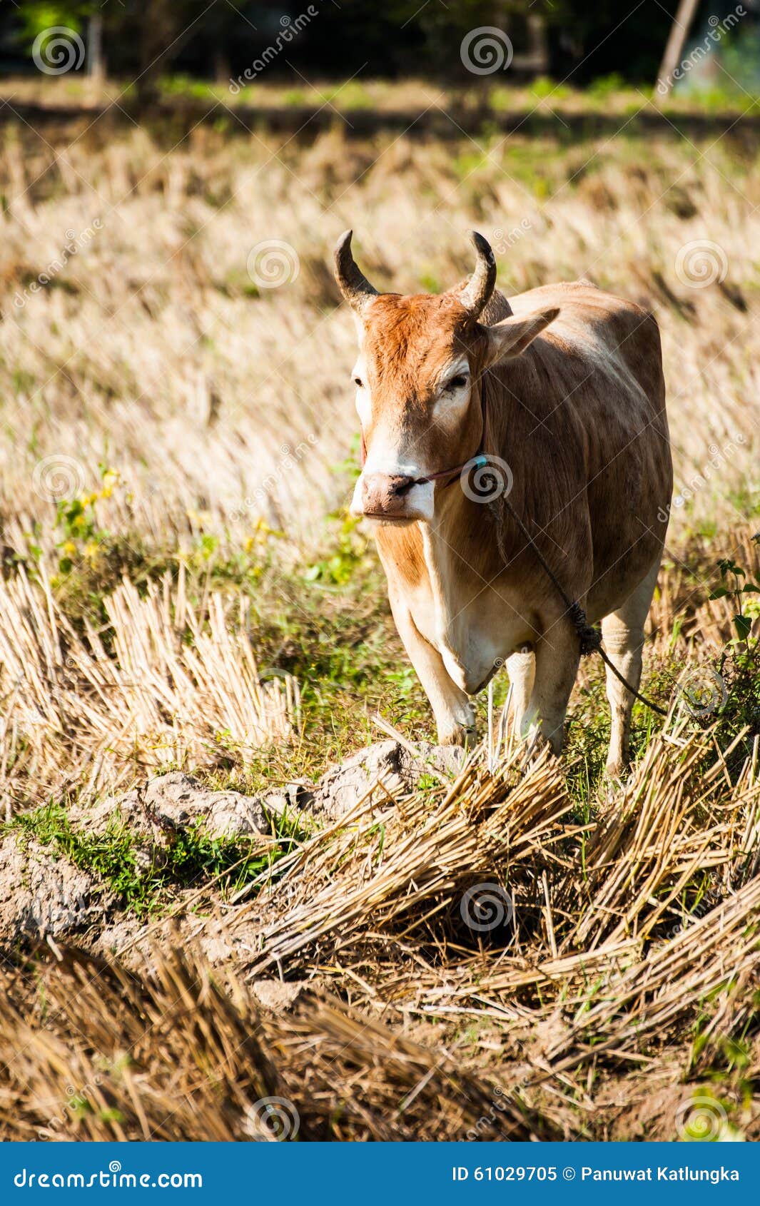 Cow watch stock image. Image of outdoors, thailand, animals - 61029705
